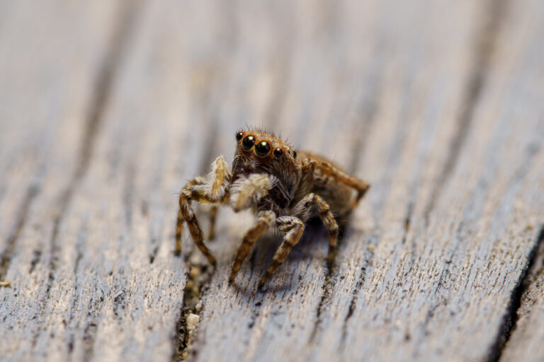 LAOWA 60mm F2.8 2X ULTRA MACRO ｜ 作例